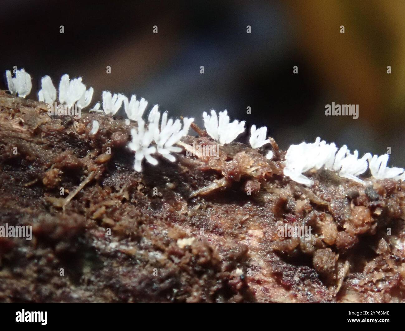 Honeycomb Coral Slime Mold (Ceratiomyxa fruticulosa Stock Photo - Alamy