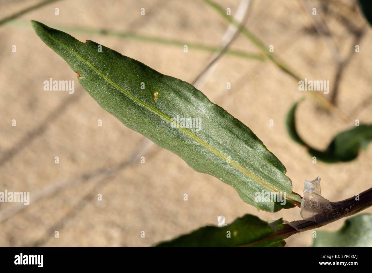 winged dock (Rumex venosus Stock Photo - Alamy