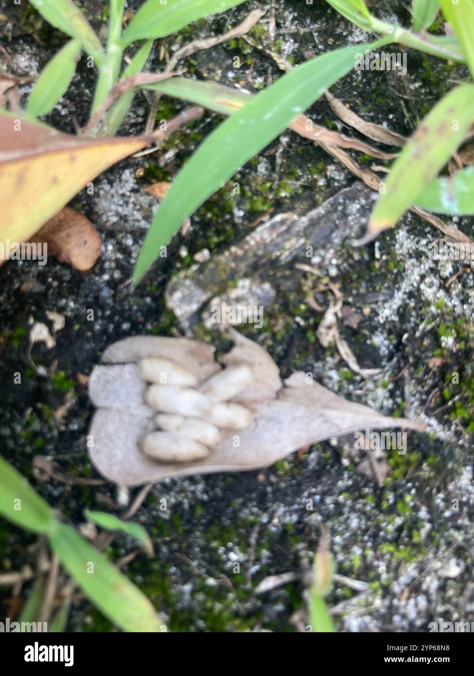 Ants, Bees, Wasps, and Sawflies (Hymenoptera Stock Photo - Alamy