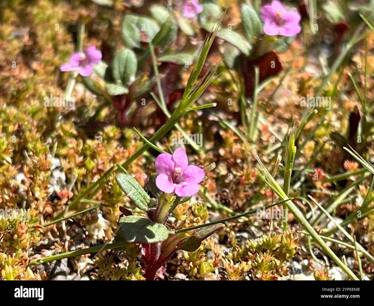 Congdons hi-res stock photography and images - Alamy