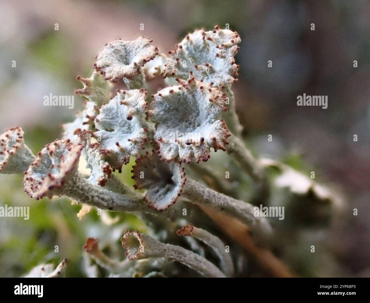 Ladder Lichen (Cladonia verticillata Stock Photo - Alamy