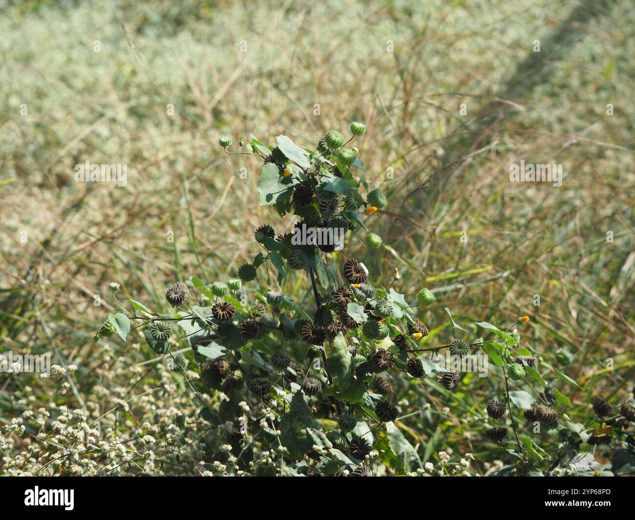 Indian Mallow (Abutilon indicum Stock Photo - Alamy