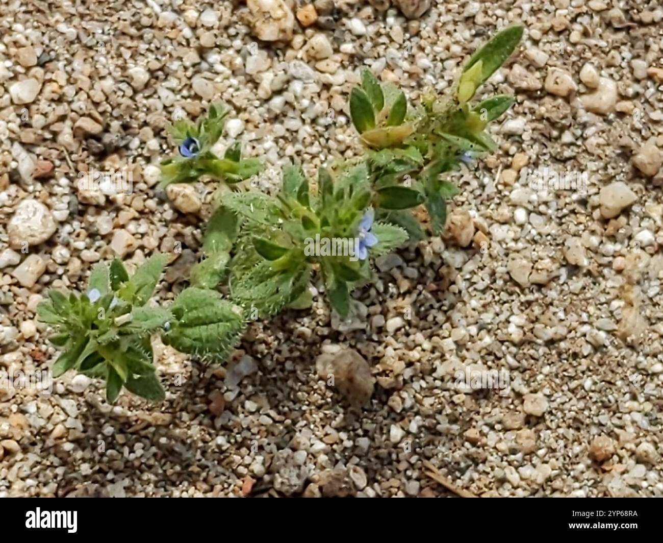 corn speedwell (Veronica arvensis Stock Photo - Alamy