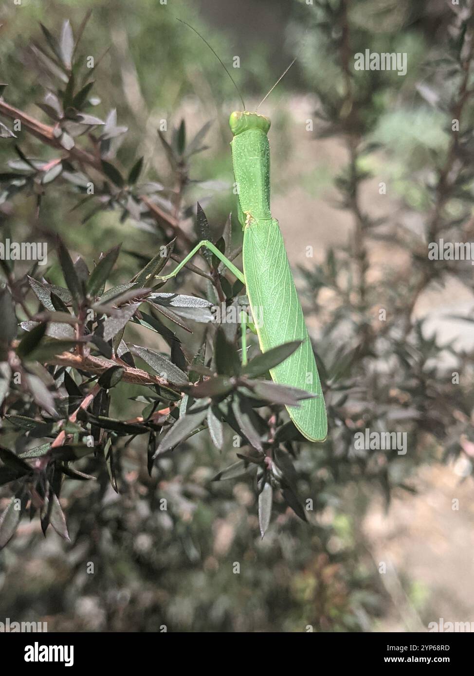 Australian Garden Mantis (Orthodera ministralis Stock Photo - Alamy