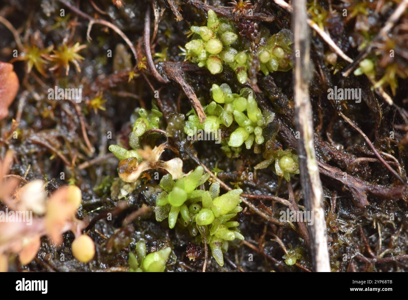 Texas Balloonwort (Sphaerocarpos texanus Stock Photo - Alamy