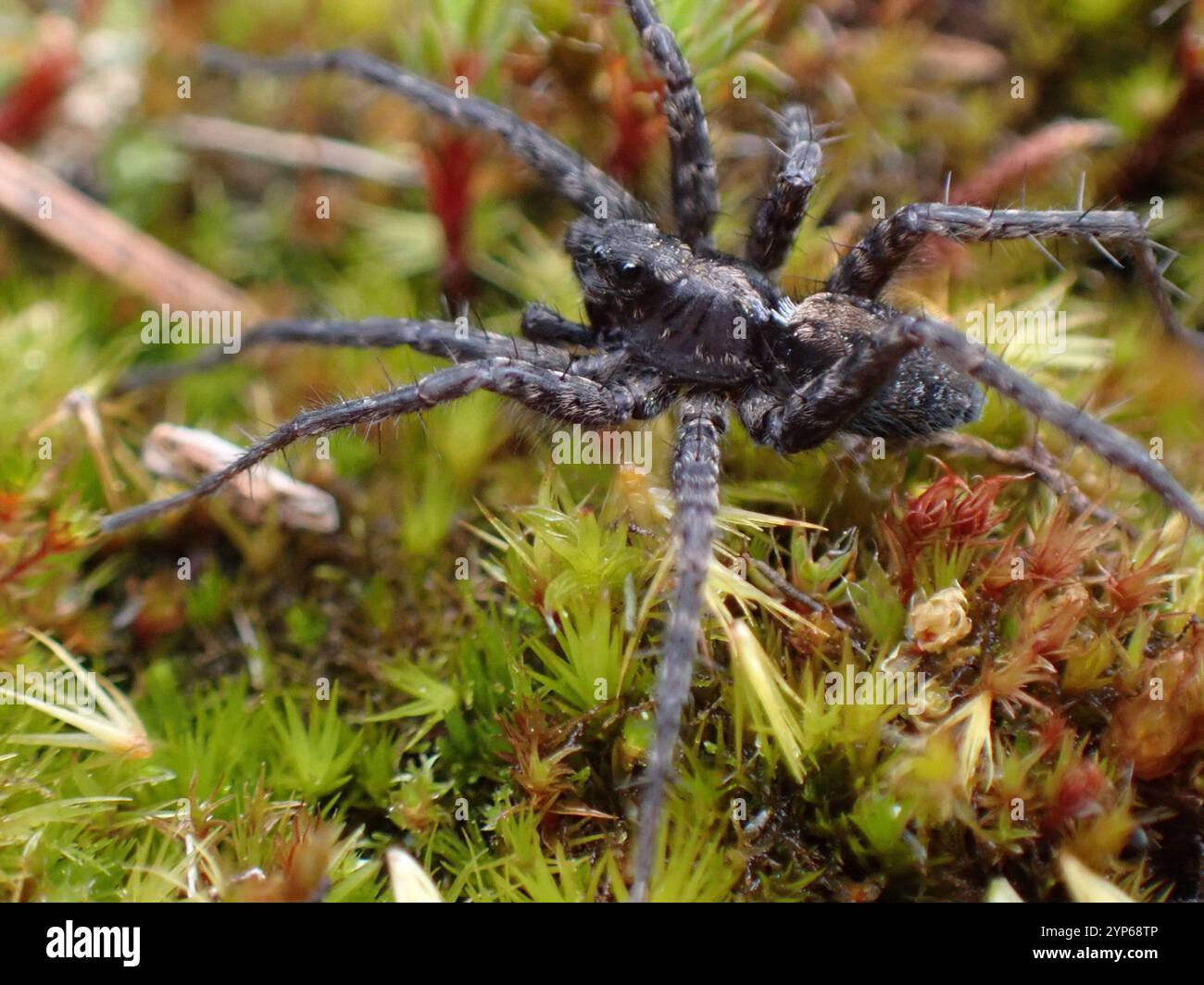 Thin-legged Wolf Spiders (Pardosa Stock Photo - Alamy