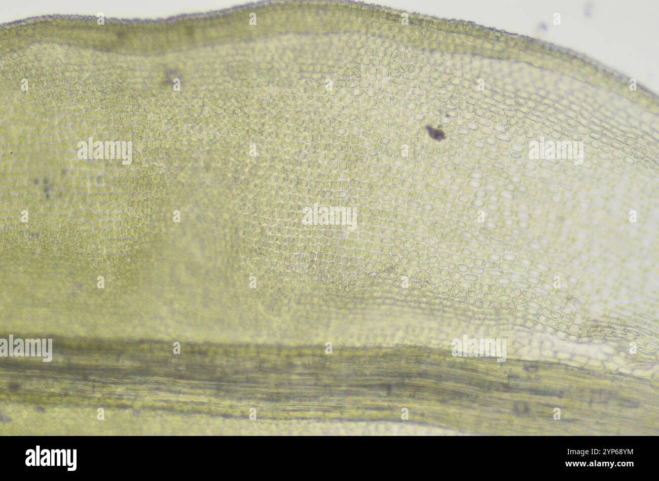 Bird's-Claw Beard-Moss (Barbula unguiculata Stock Photo - Alamy