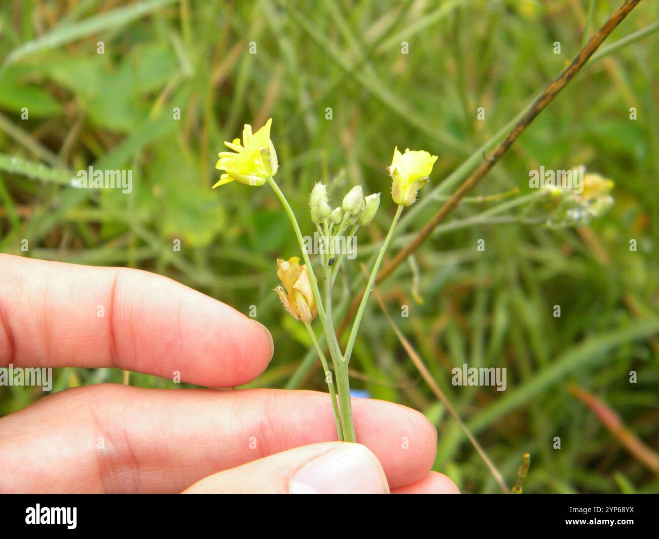 Perennial Wall-rocket (Diplotaxis tenuifolia Stock Photo - Alamy