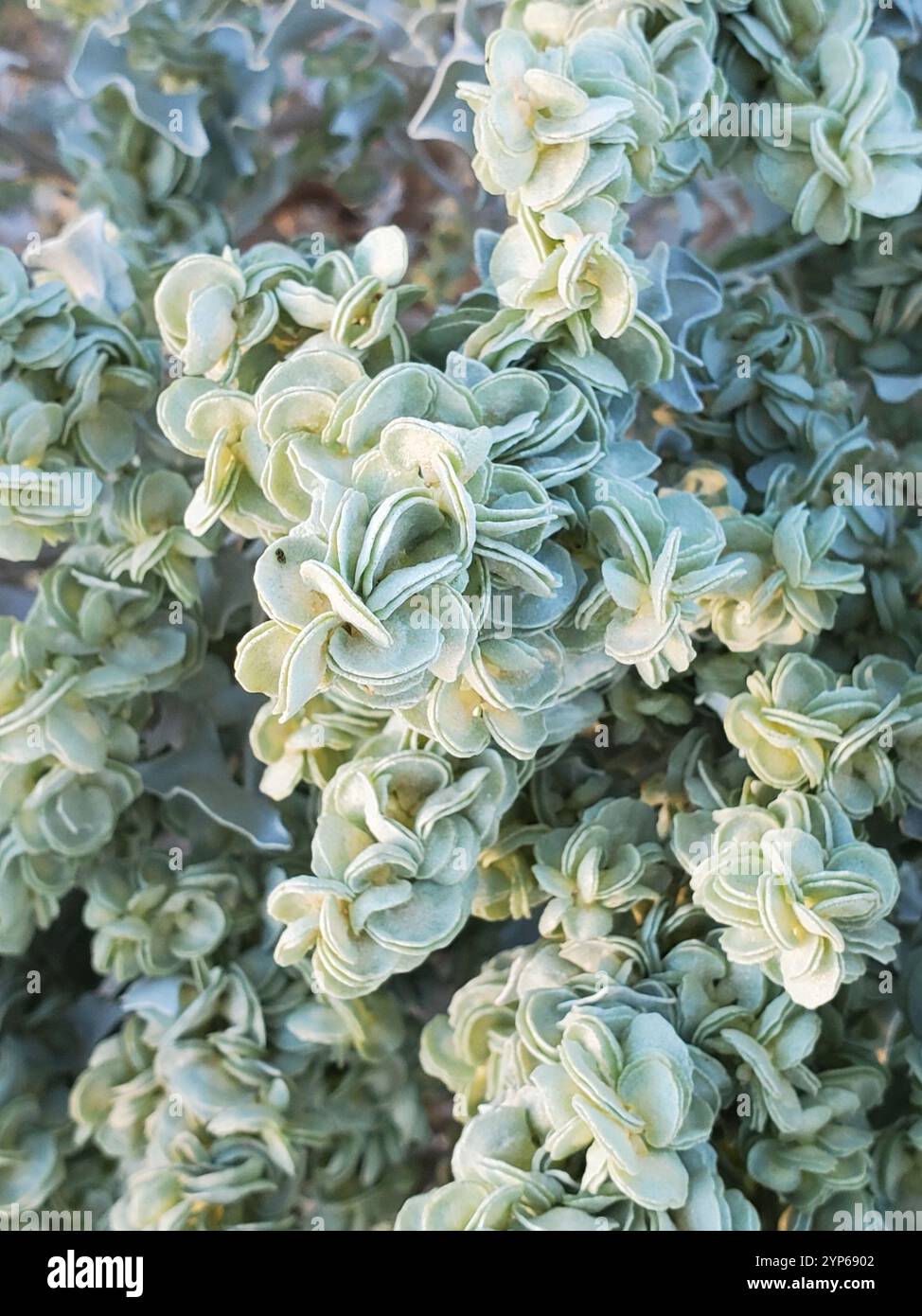 Desert Holly (Atriplex hymenelytra Stock Photo - Alamy
