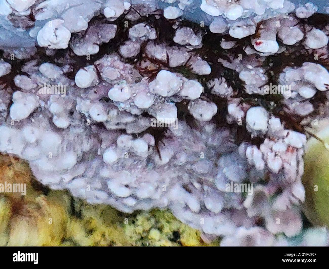 Crustose coralline algae (Lithothamnion Stock Photo - Alamy