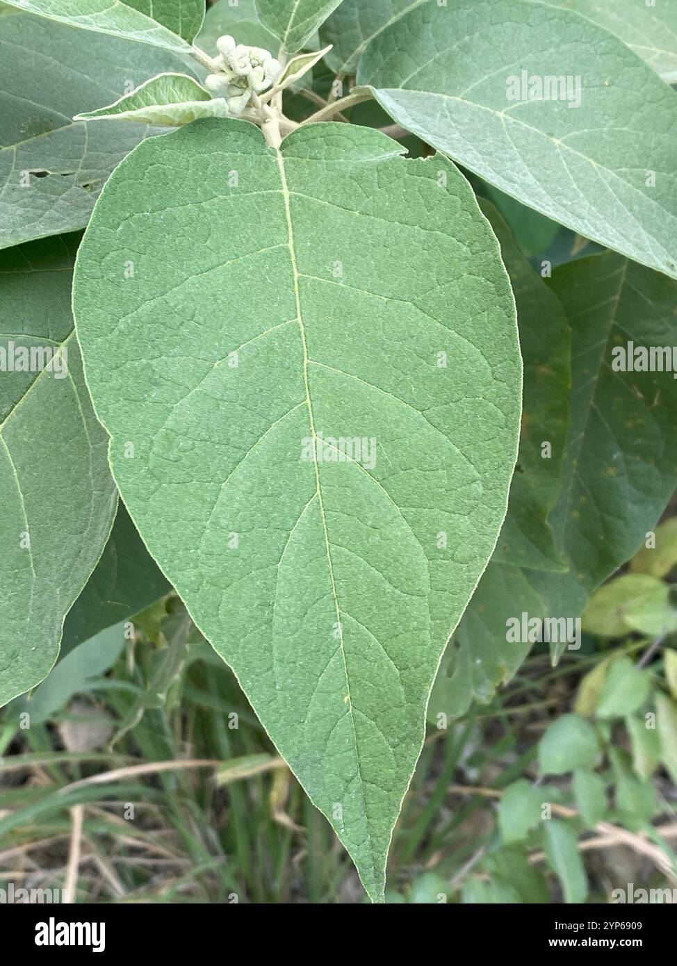 potato tree (Solanum erianthum Stock Photo - Alamy