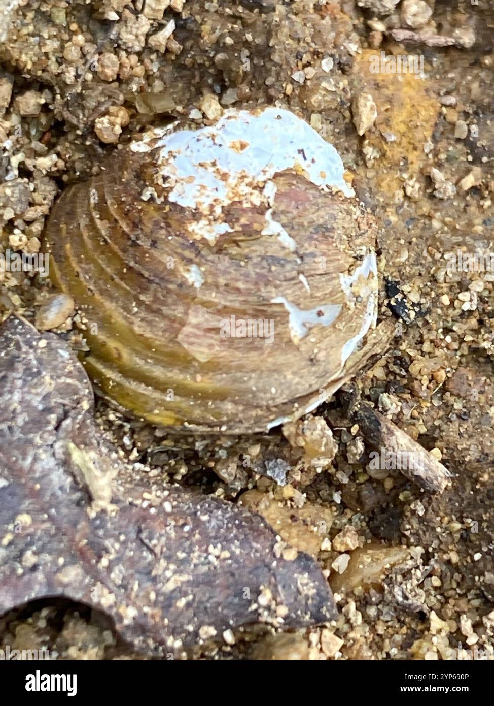 Asian Clam (Corbicula fluminea Stock Photo - Alamy