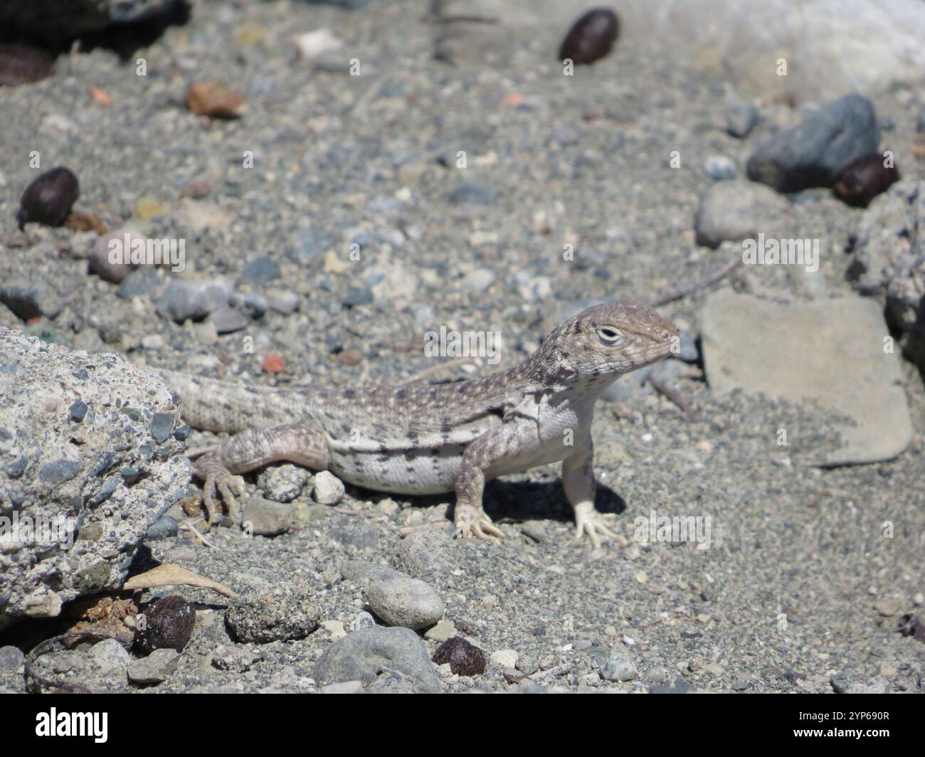 Hispaniolan Dune Curlytail Lizard (Leiocephalus sixtoi Stock Photo - Alamy