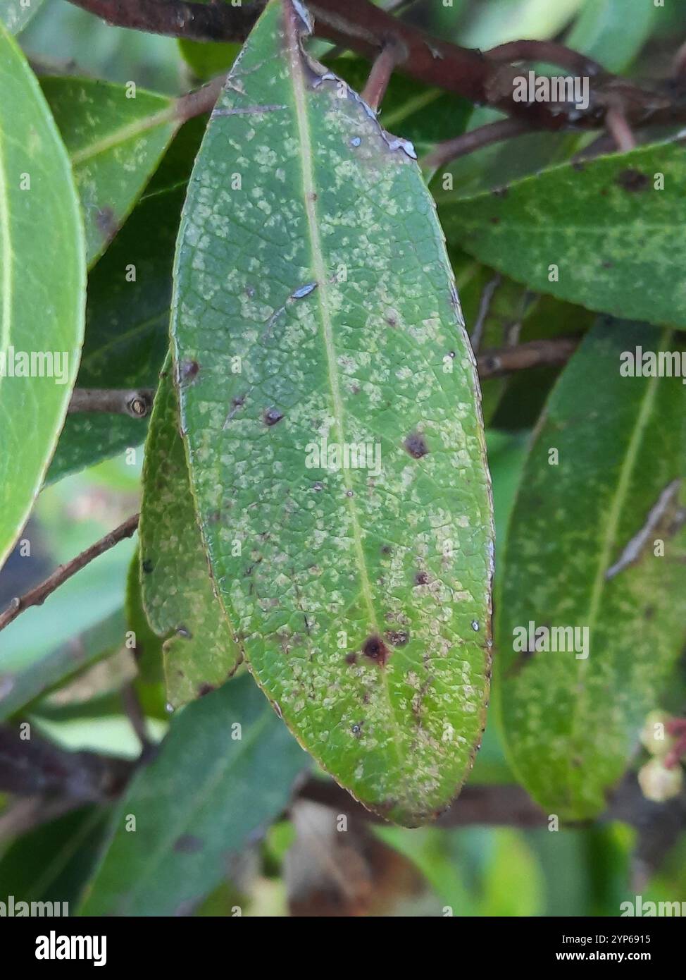Andromeda Lace Bug (Stephanitis takeyai Stock Photo - Alamy