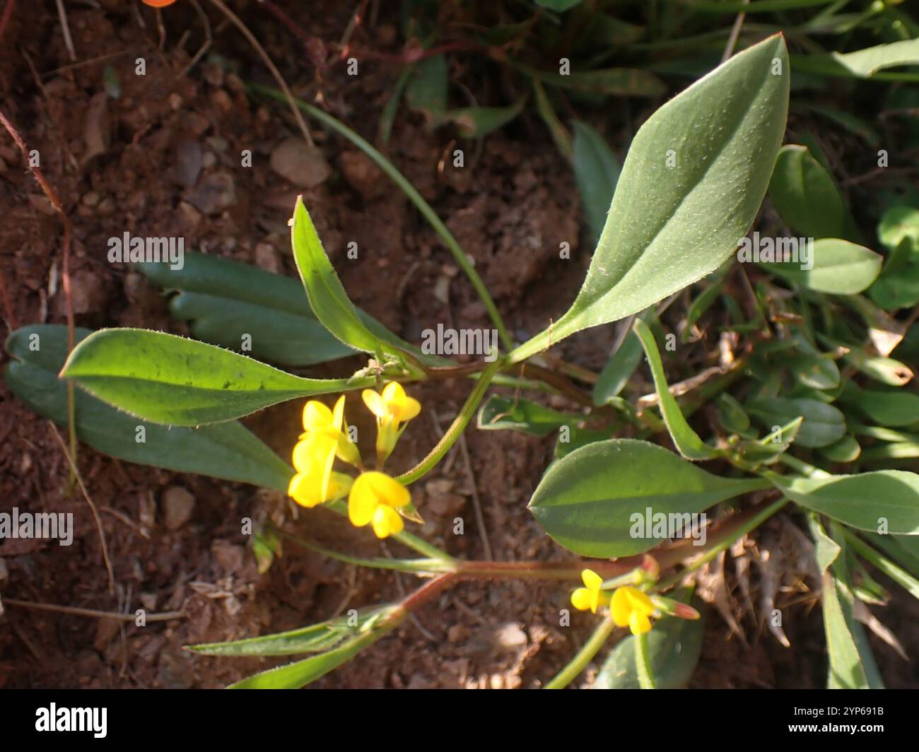 Caterpillar-plant (Scorpiurus muricatus Stock Photo - Alamy