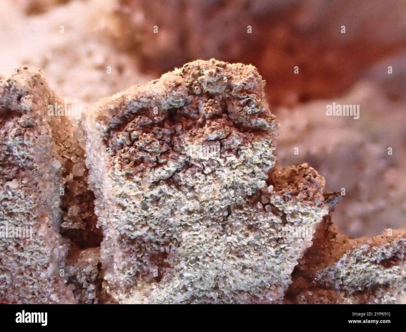 Brown Beret Lichen (Baeomyces rufus Stock Photo - Alamy