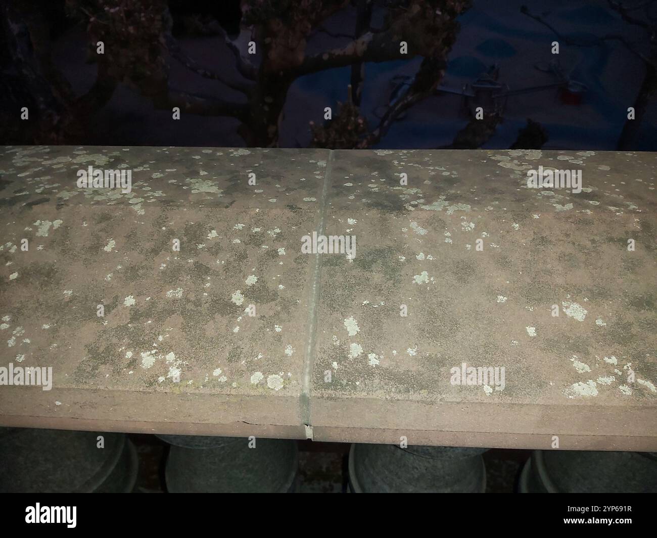 common lichens (Lecanoromycetes Stock Photo - Alamy