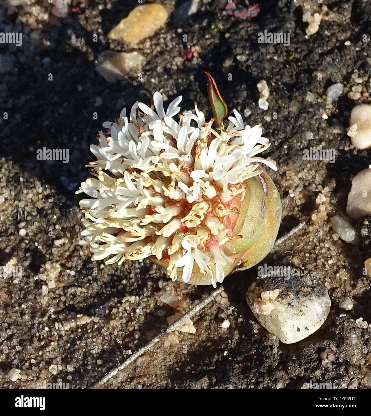 (Crassula columnaris columnaris Stock Photo - Alamy