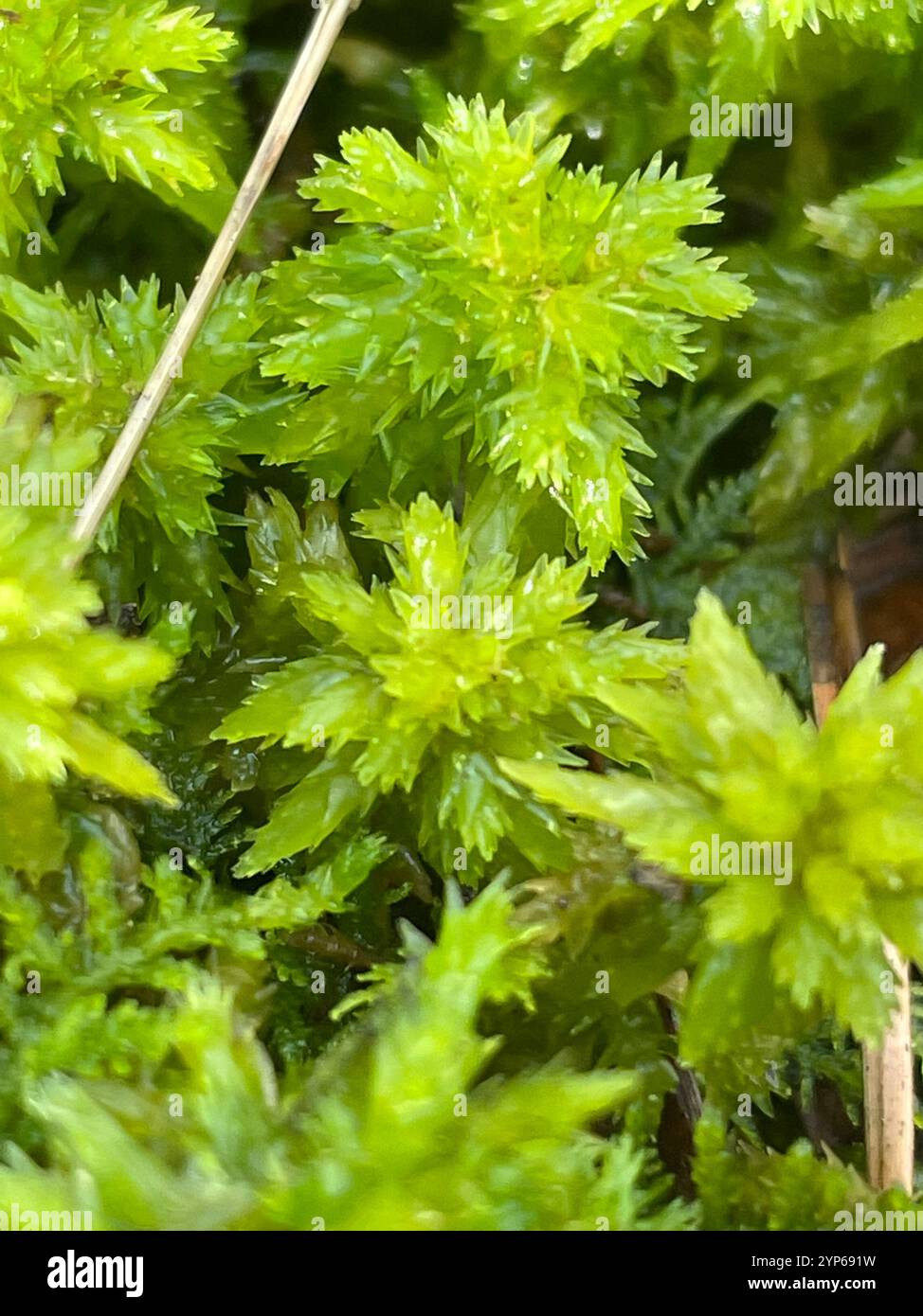 Sphagnum mosses (Sphagnum Stock Photo - Alamy
