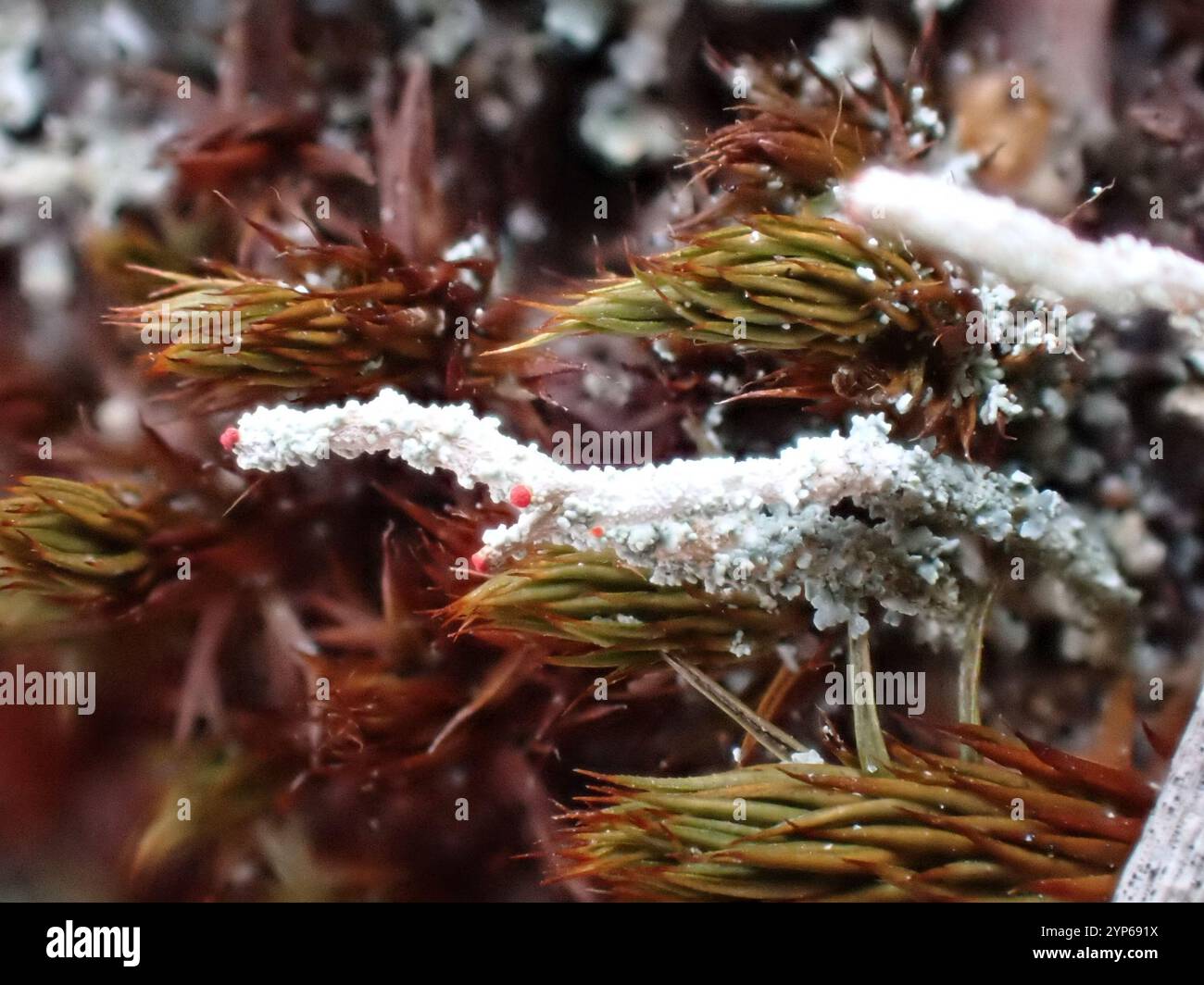 Gritty British soldiers lichen (Cladonia floerkeana Stock Photo - Alamy