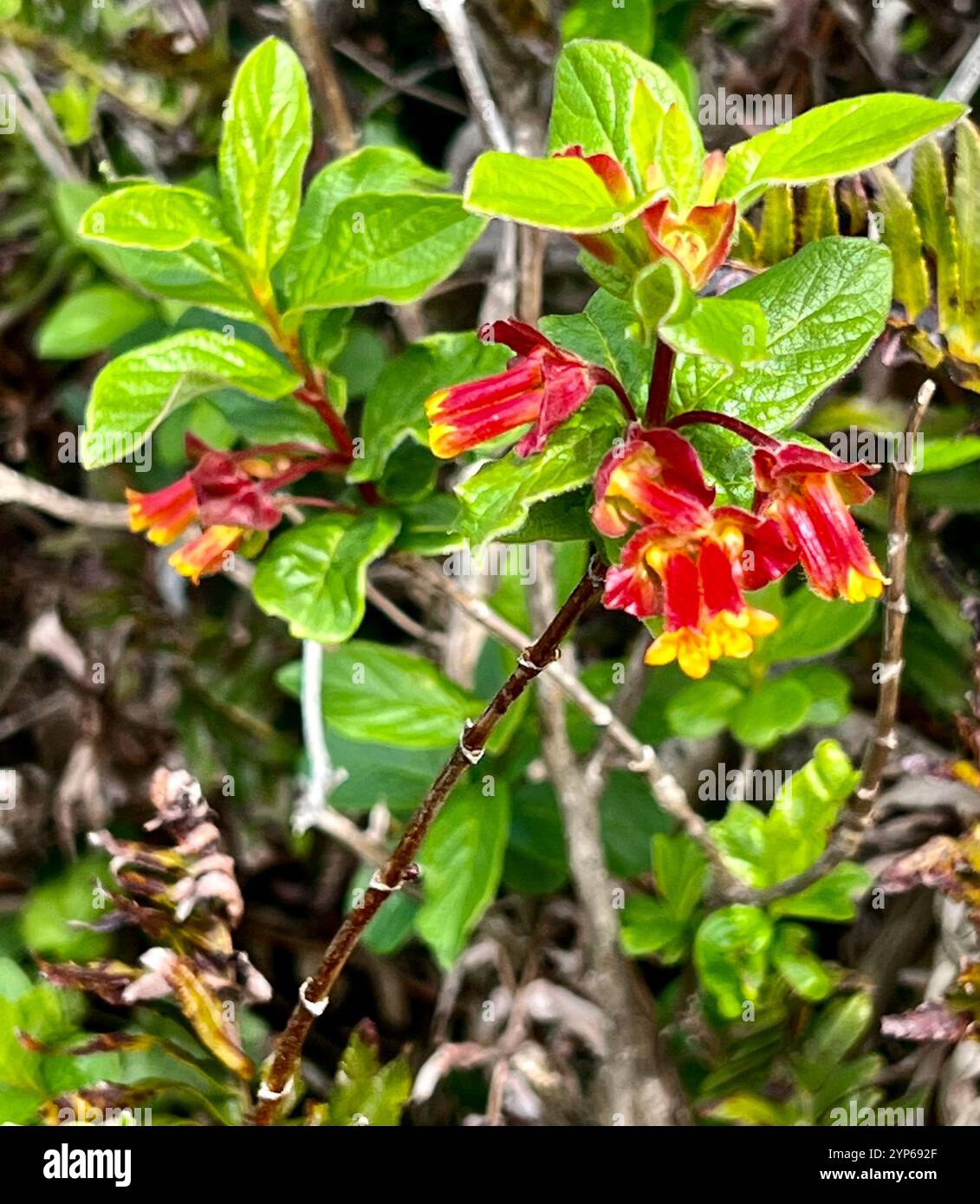 twinberry honeysuckle (Lonicera involucrata Stock Photo - Alamy