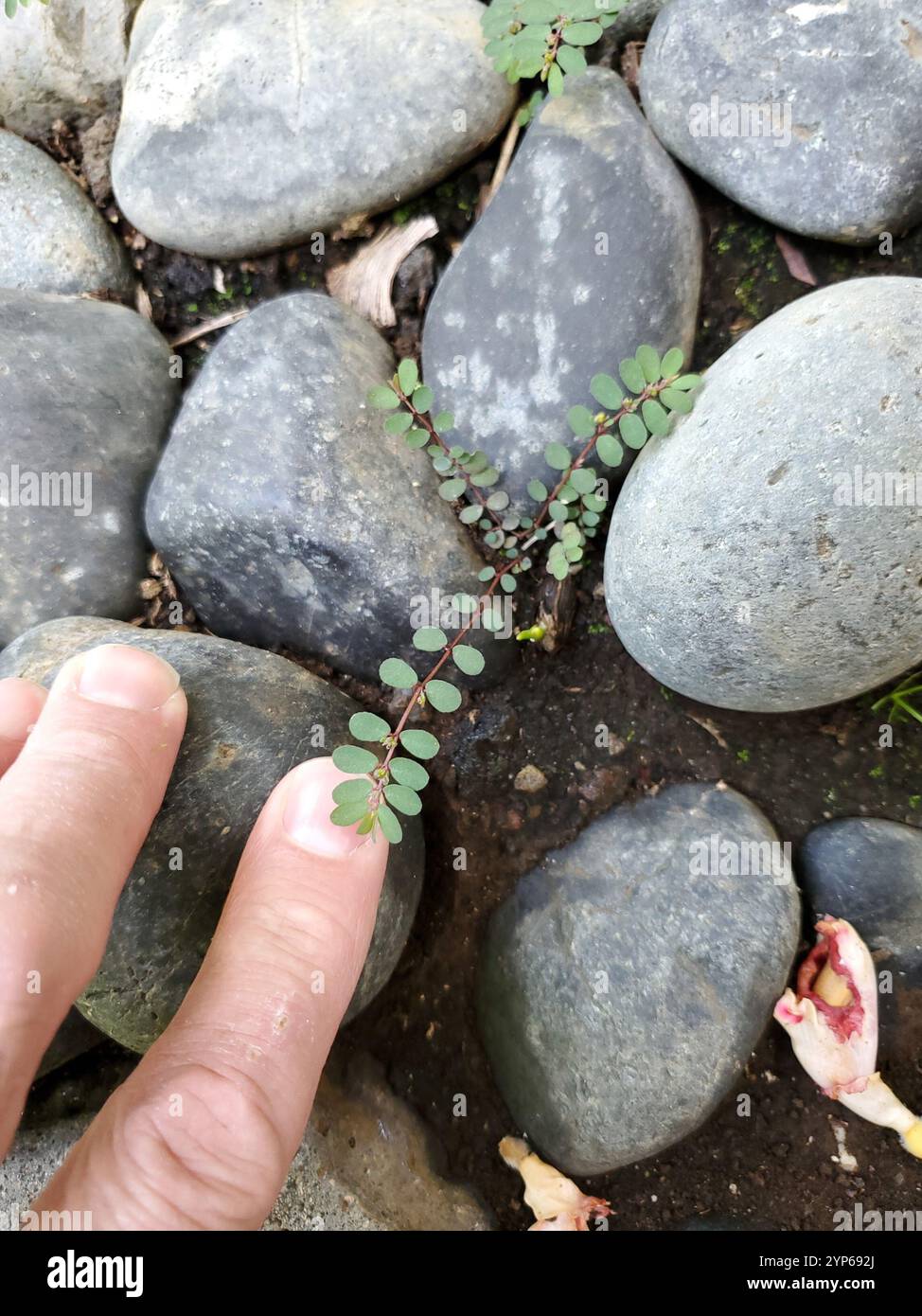 prostrate sandmat (Euphorbia prostrata Stock Photo - Alamy