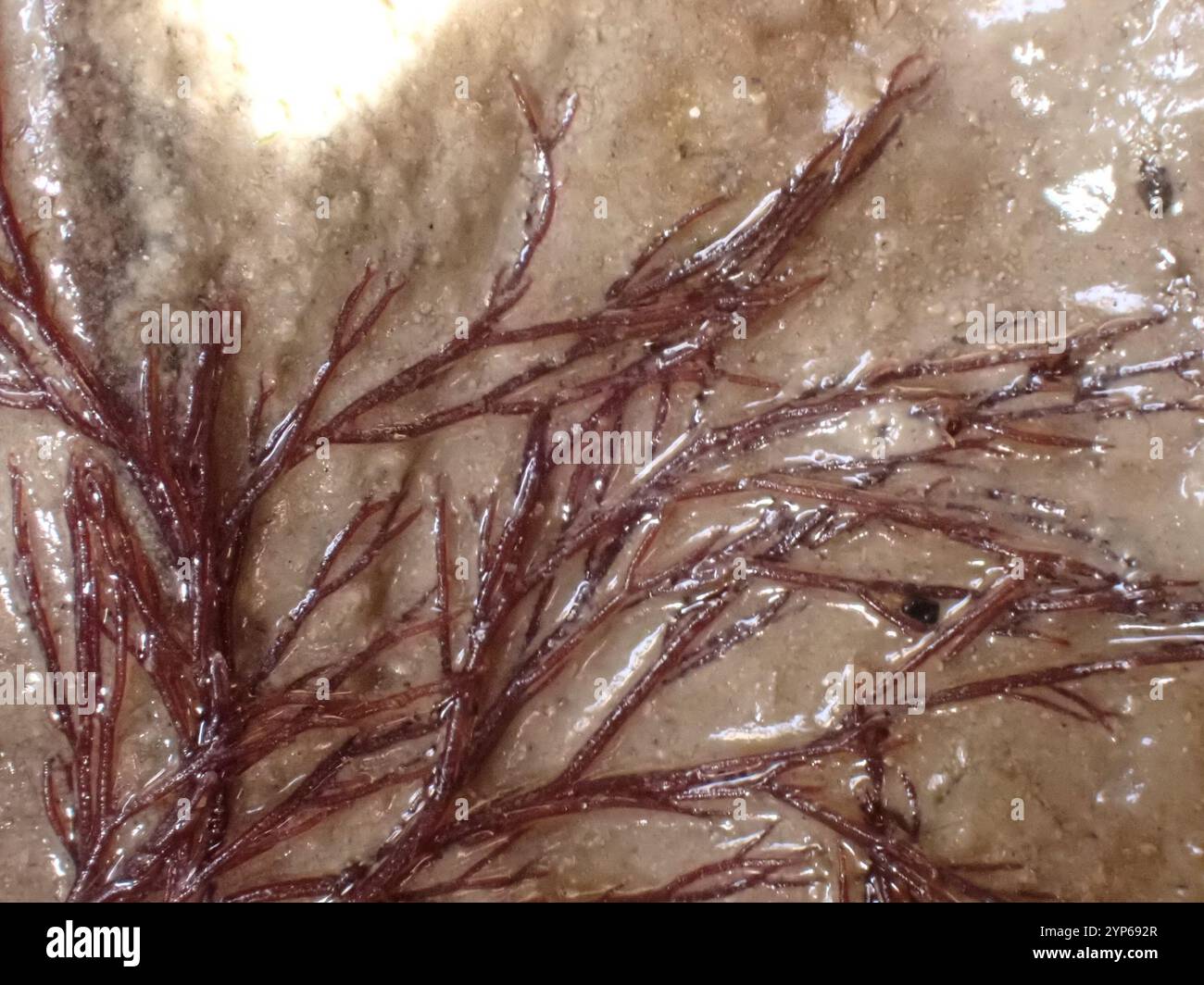 red algae (Rhodophyta Stock Photo - Alamy