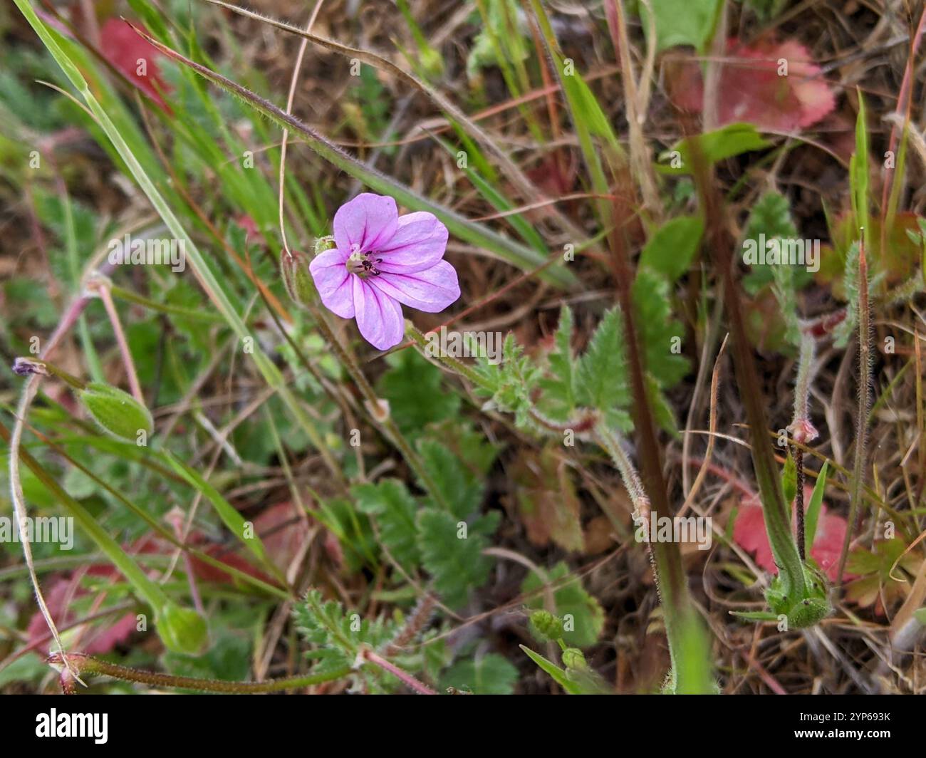 Mediterranean Stork's-bill (Erodium botrys Stock Photo - Alamy