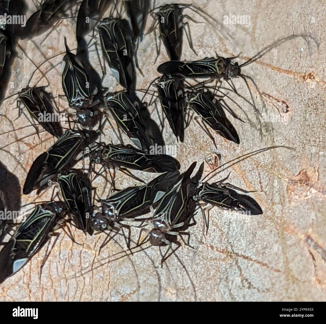 Tree Cattle (Cerastipsocus venosus Stock Photo - Alamy