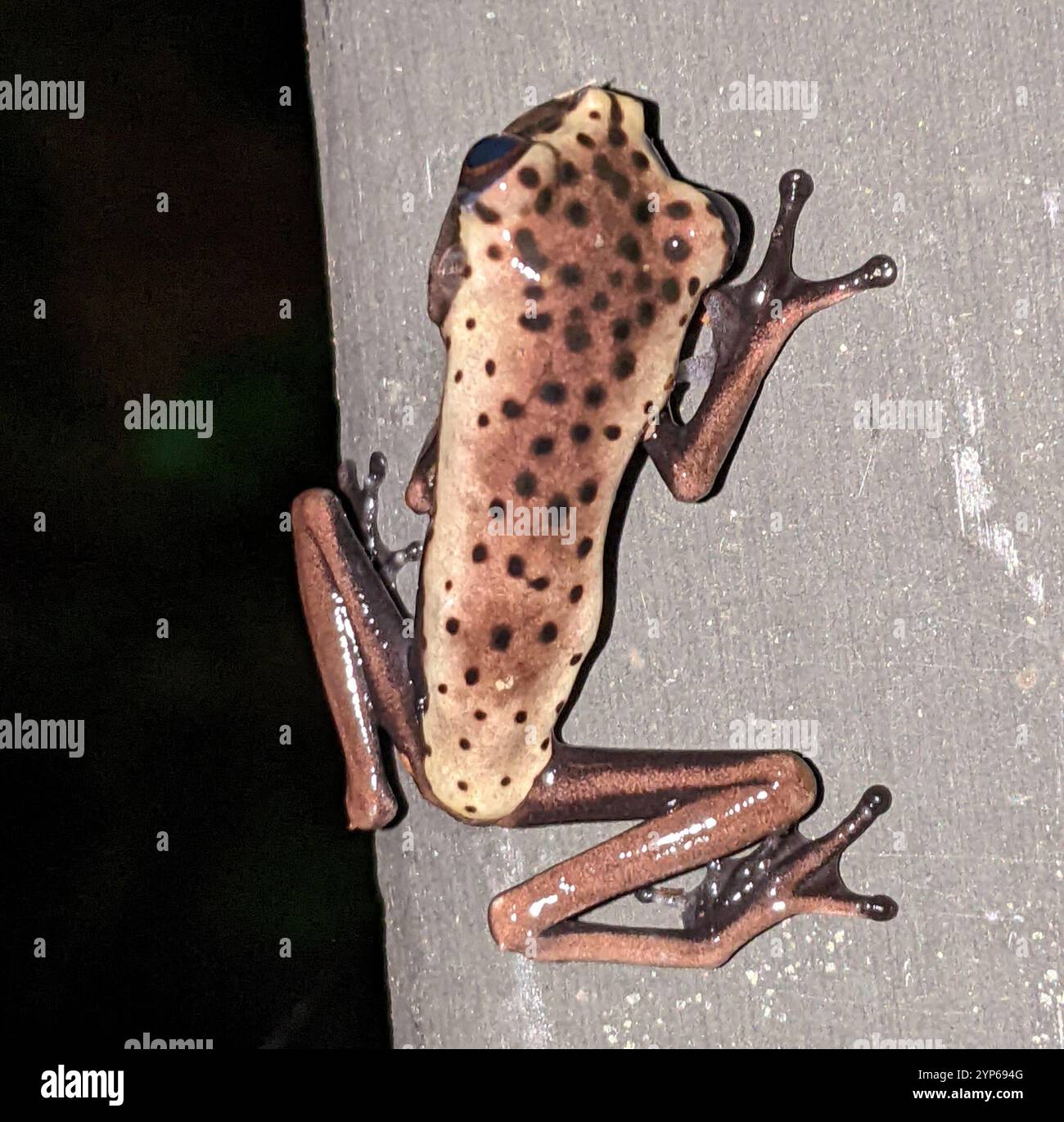 Map Tree Frog (Boana geographica Stock Photo - Alamy