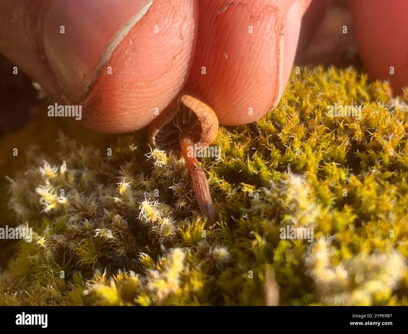 mountain moss deconica (Deconica montana Stock Photo - Alamy