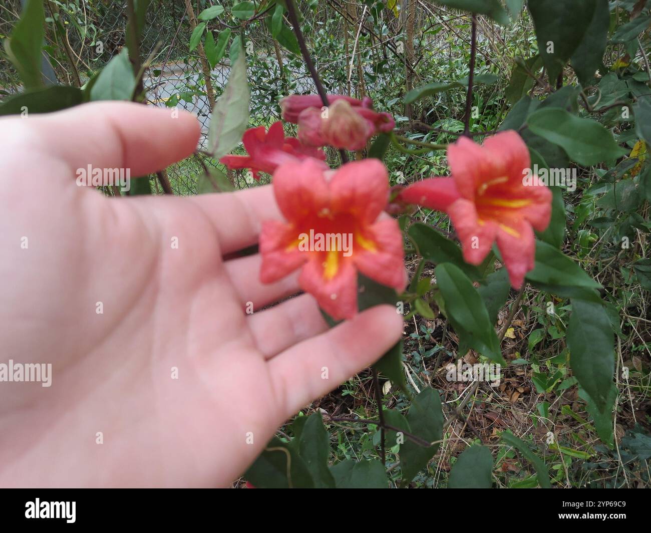cross vine (Bignonia capreolata Stock Photo - Alamy