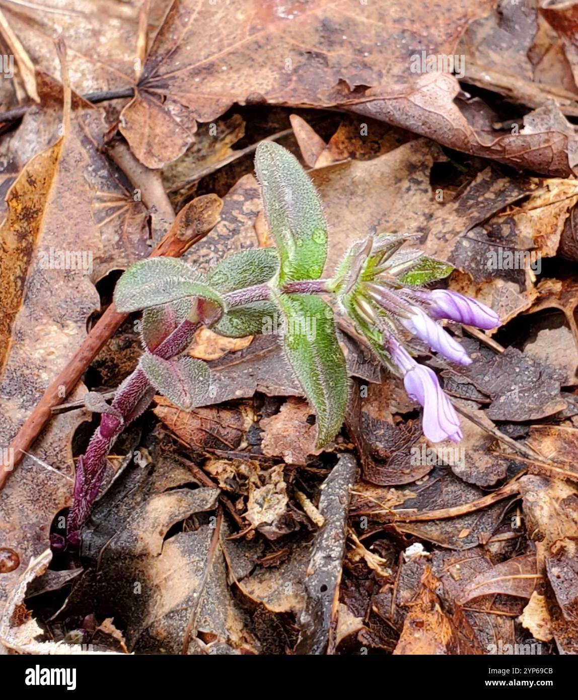 blue phlox (Phlox divaricata Stock Photo - Alamy