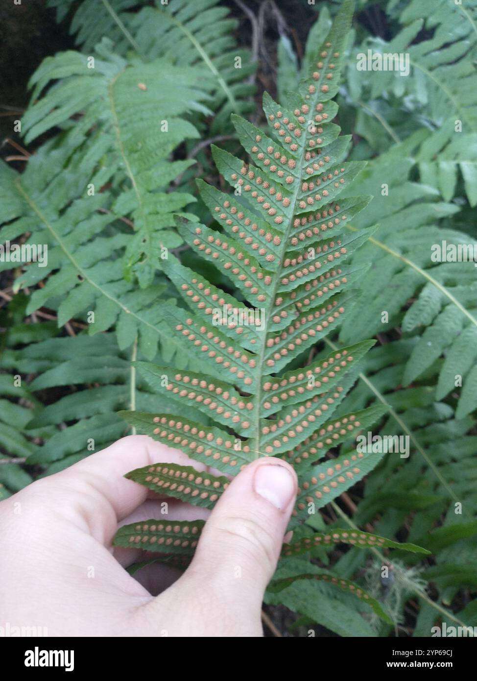 Nested Polypody (Polypodium calirhiza Stock Photo - Alamy