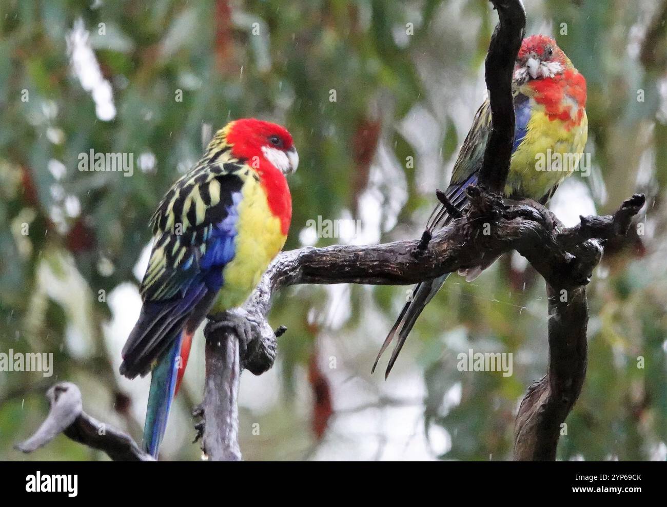 Eastern Rosella (Platycercus eximius Stock Photo - Alamy
