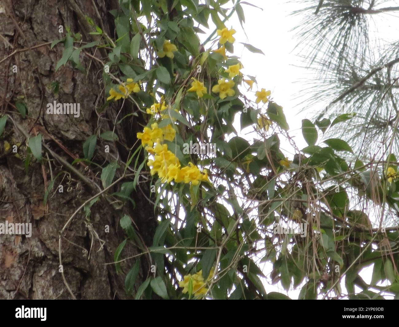 yellow jessamine (Gelsemium sempervirens Stock Photo - Alamy