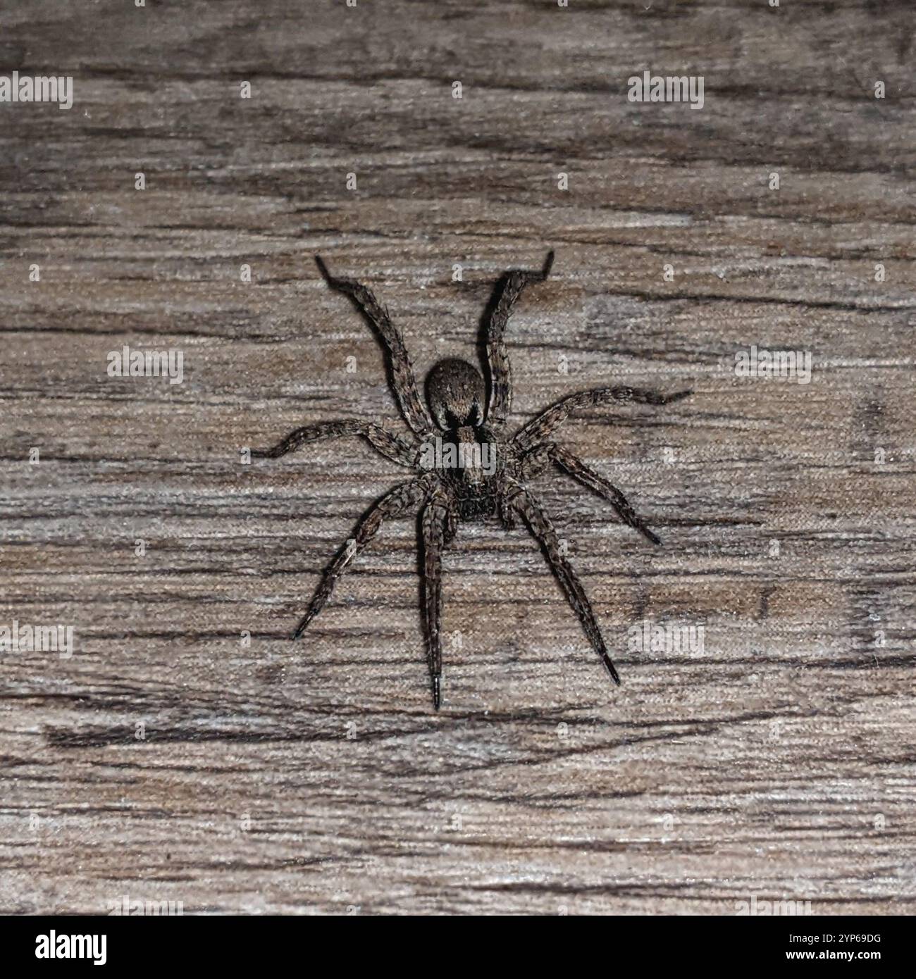 Brush-legged Spiders (Schizocosa Stock Photo - Alamy