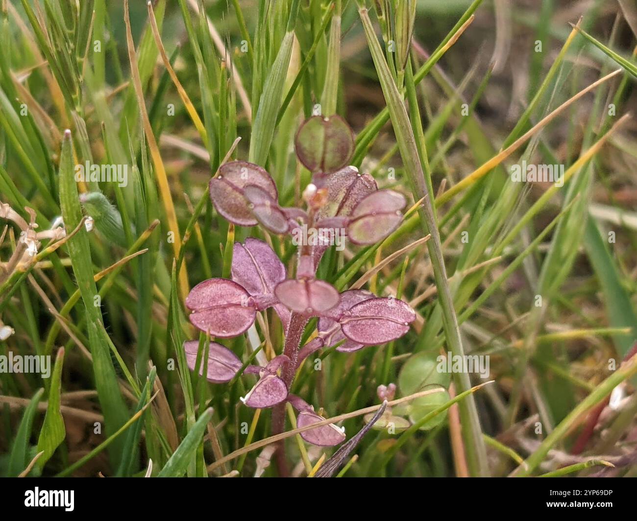 Shining Pepperweed (Lepidium nitidum Stock Photo - Alamy