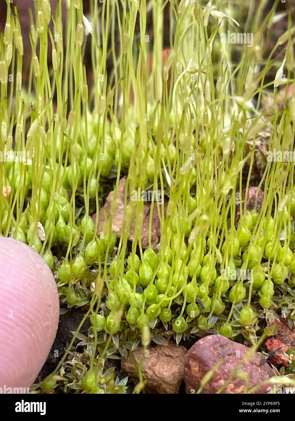 Bonfire moss (Funaria hygrometrica Stock Photo - Alamy