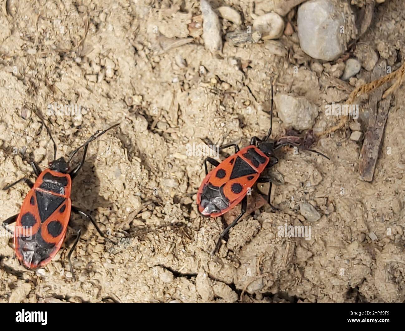 European Firebug (Pyrrhocoris apterus Stock Photo - Alamy
