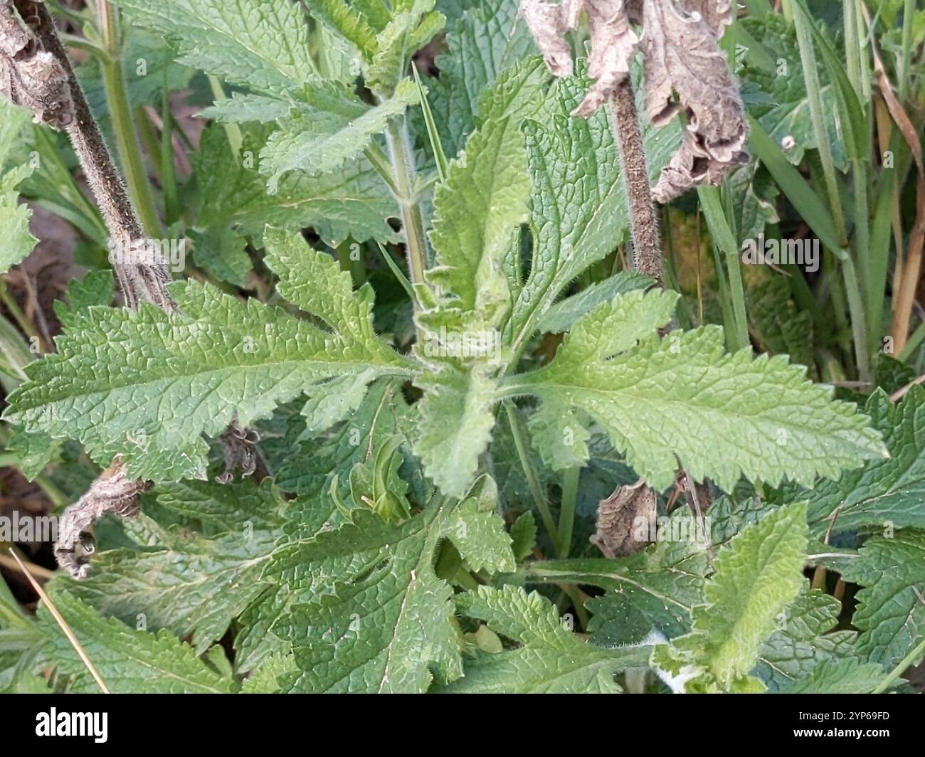 western vervain (Verbena lasiostachys Stock Photo - Alamy