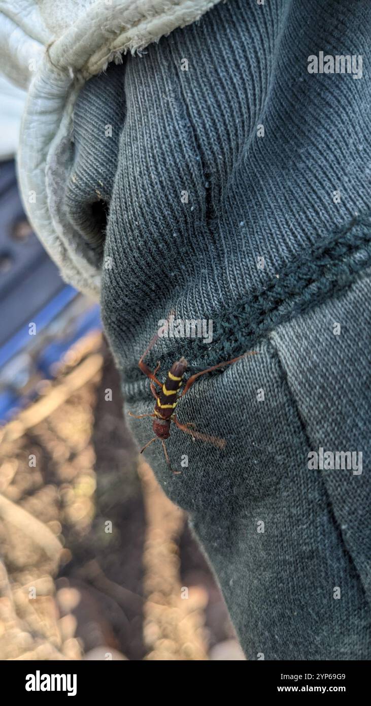 Red-headed Ash Borer (Neoclytus acuminatus Stock Photo - Alamy