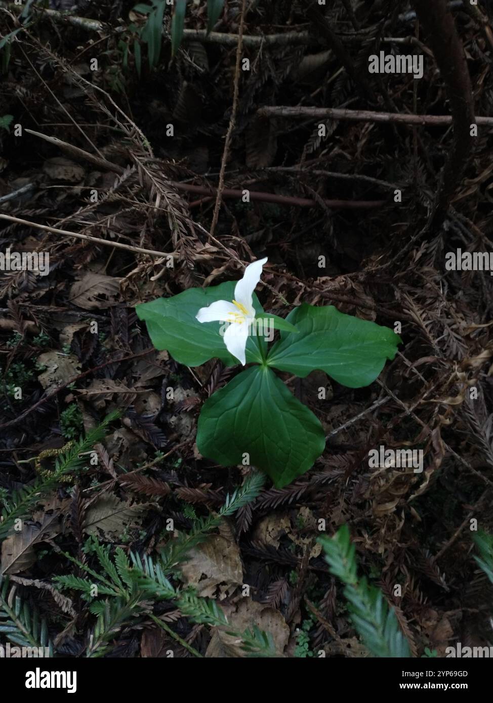 Pacific trillium (Trillium ovatum Stock Photo - Alamy