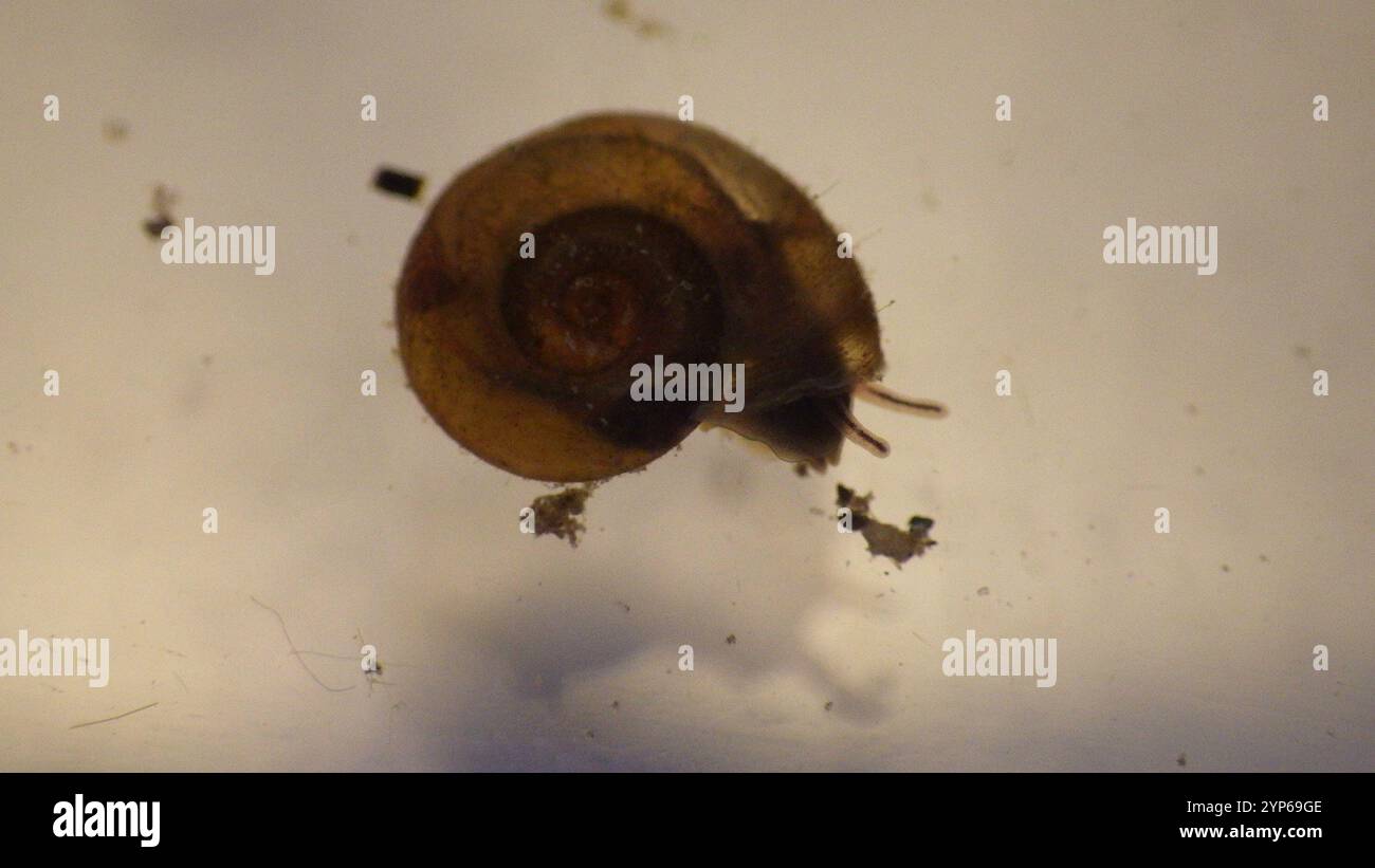 Ramshorn snails (Planorbidae Stock Photo - Alamy