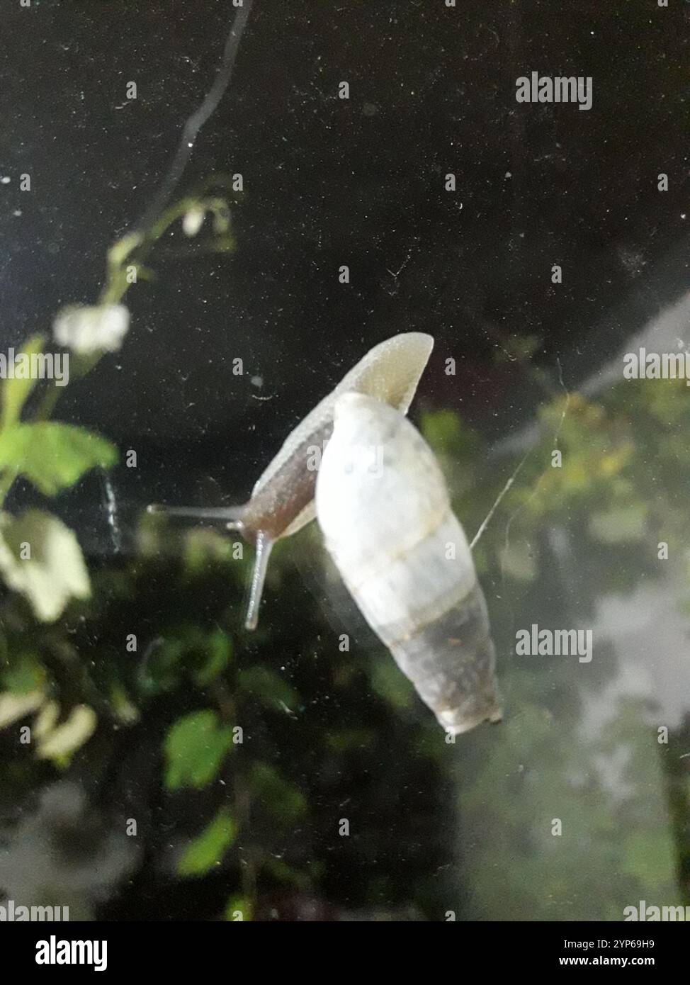 Decollate Snail (Rumina decollata Stock Photo - Alamy