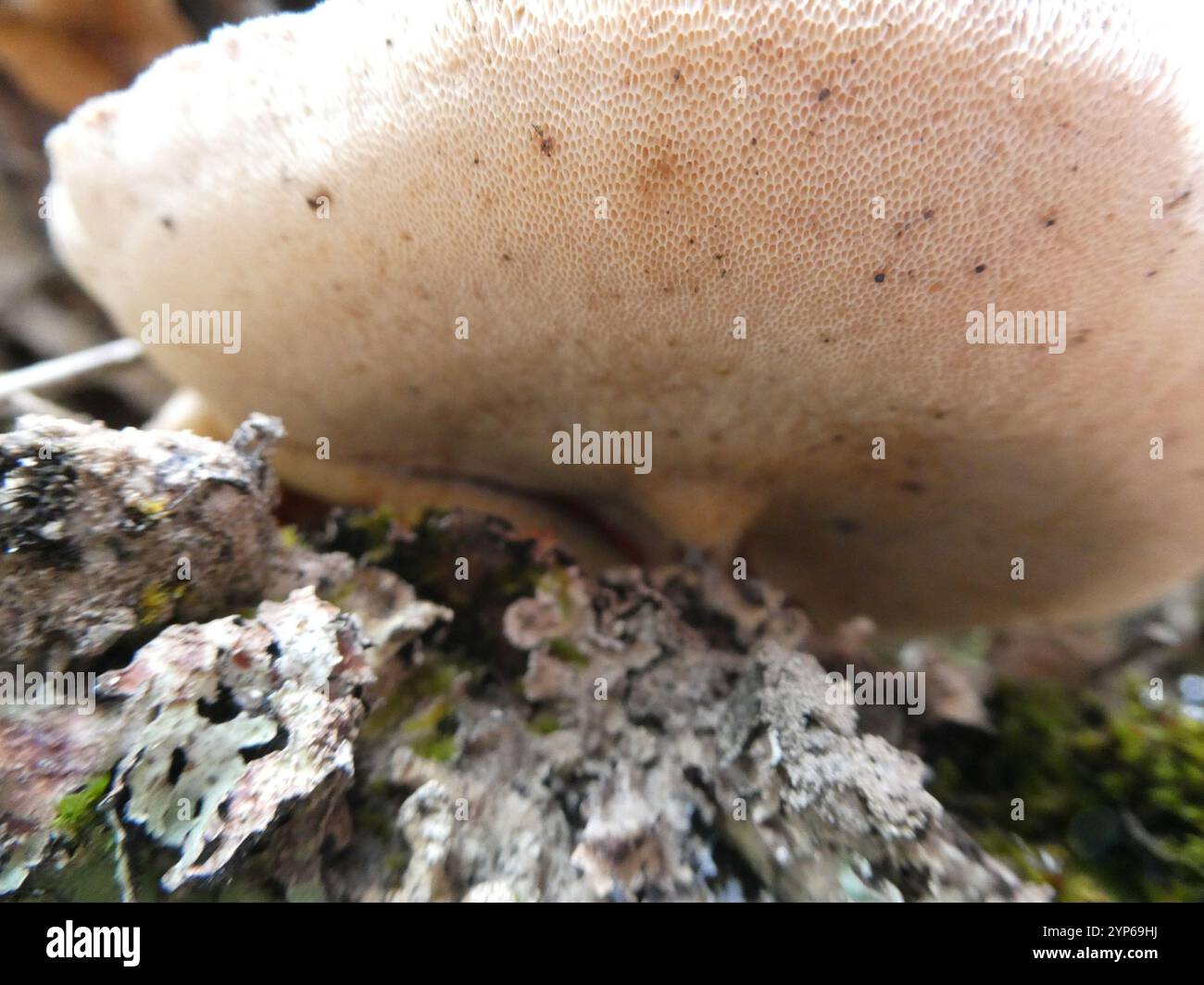 Winter polypore (Lentinus brumalis Stock Photo - Alamy