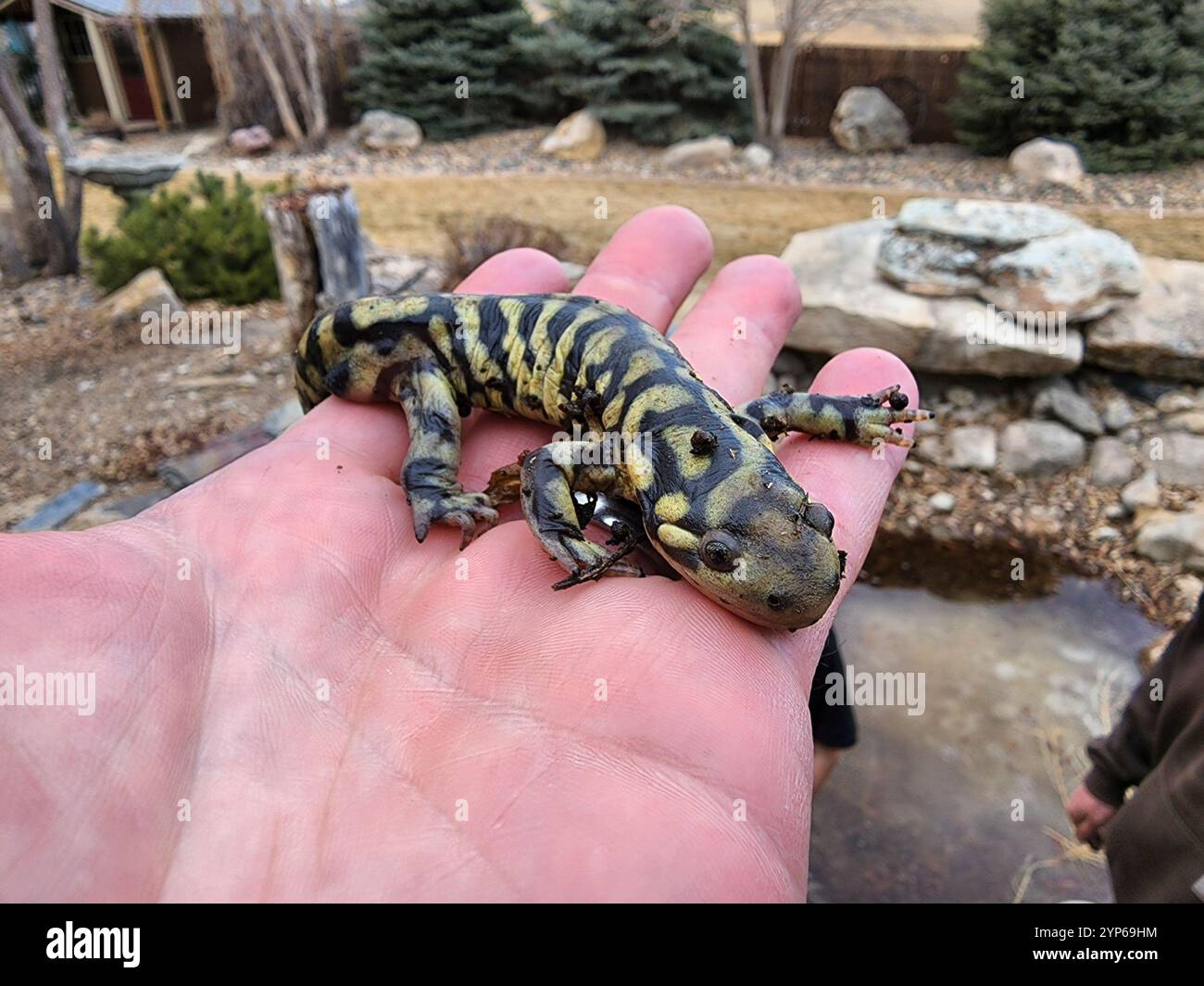 Barred Tiger Salamander (Ambystoma mavortium Stock Photo - Alamy