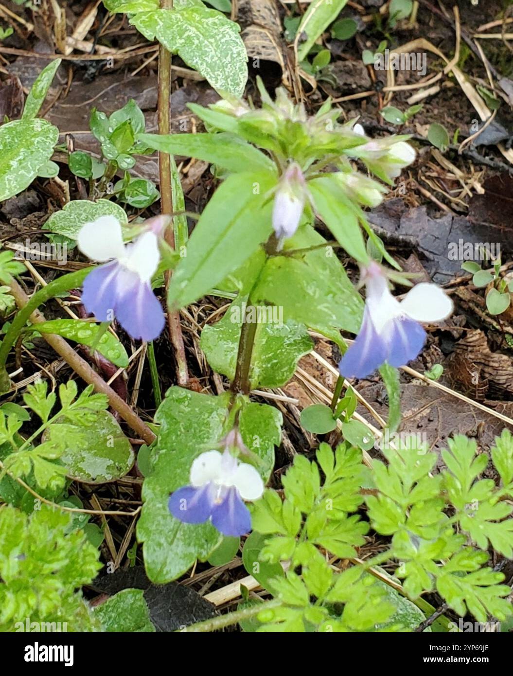 spring blue-eyed Mary (Collinsia verna Stock Photo - Alamy