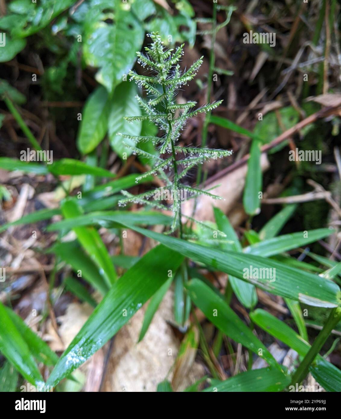 bristlegrasses, bluestems, paspalums, and allies (Panicoideae Stock ...