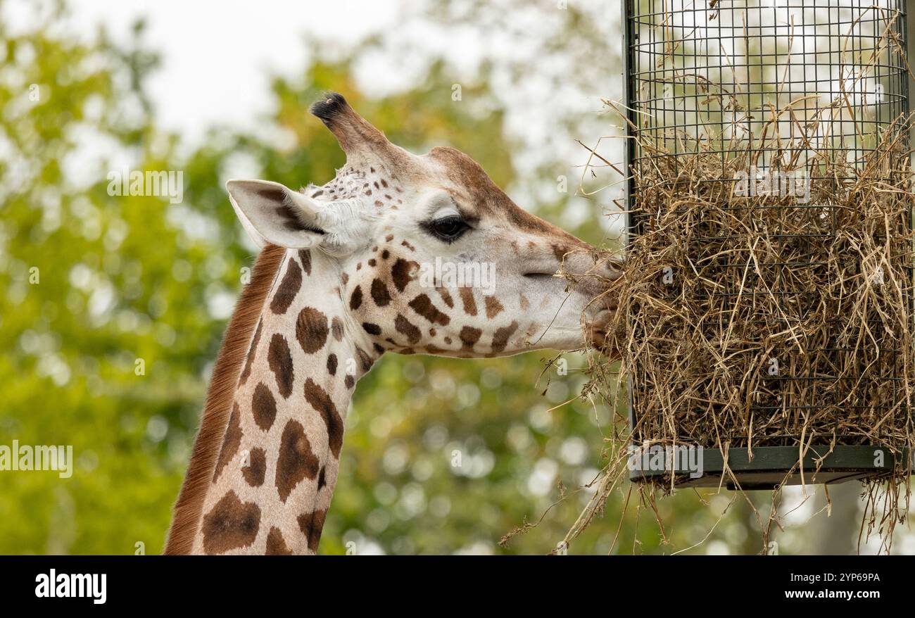 Baby Giraffe head and neck closeup portrait with diffused background ...
